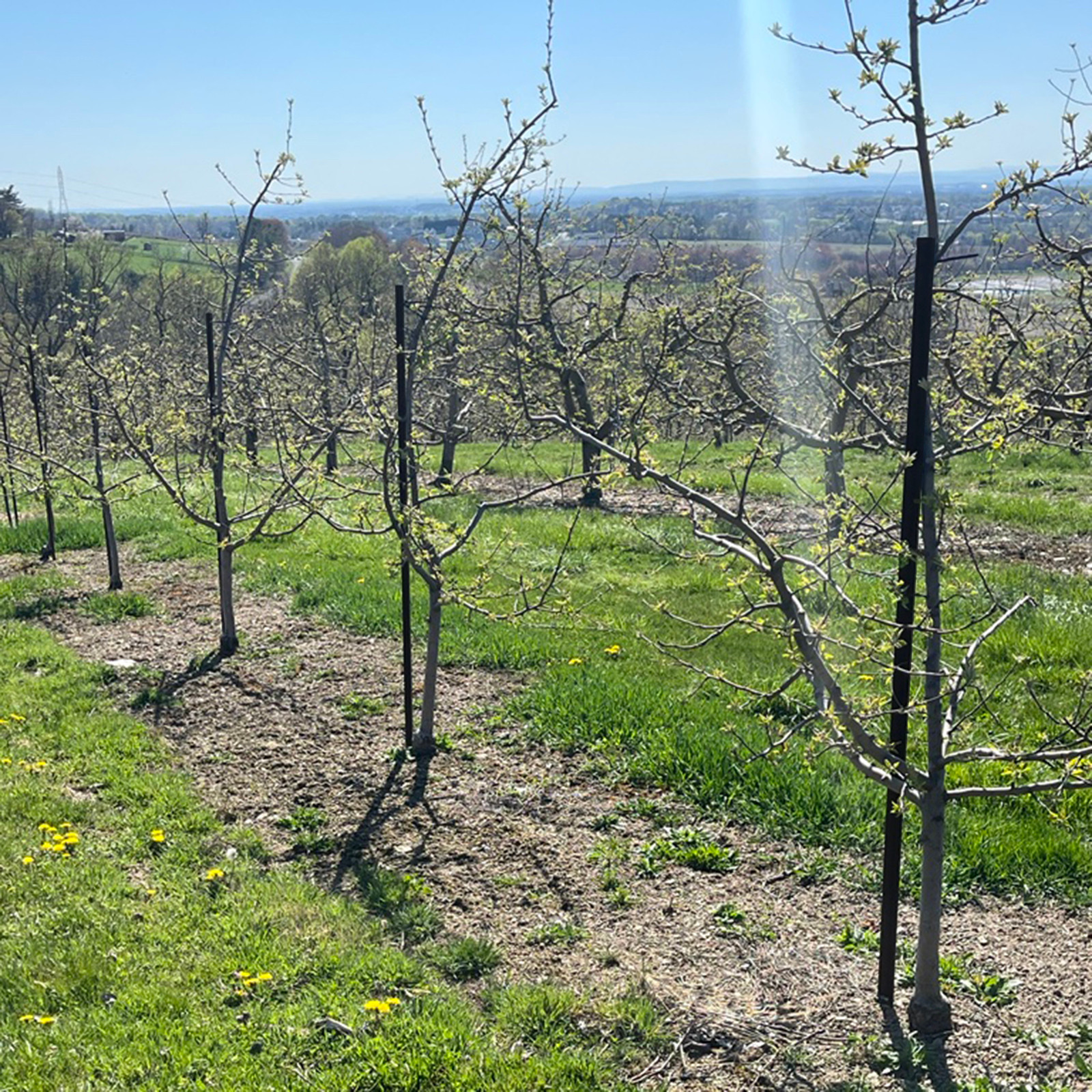 Angle Tree Stakes | DeerBusters.com