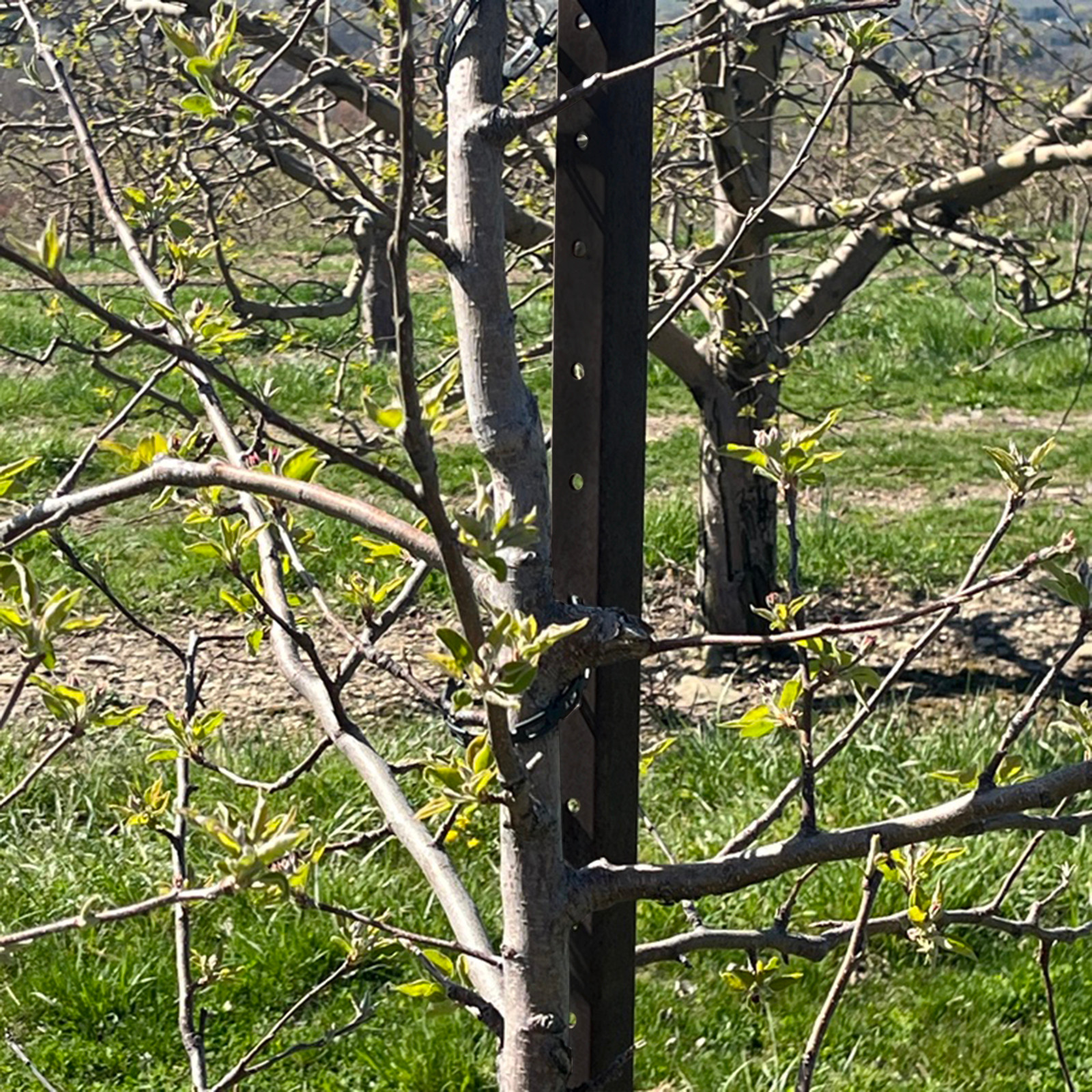 Angle Tree Stakes | DeerBusters.com