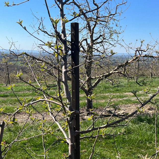 Angle Tree Stakes | DeerBusters.com