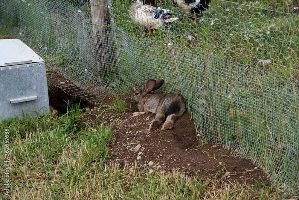 Bust Your Pests: Rabbits and Raccoons - DeerBusters.com