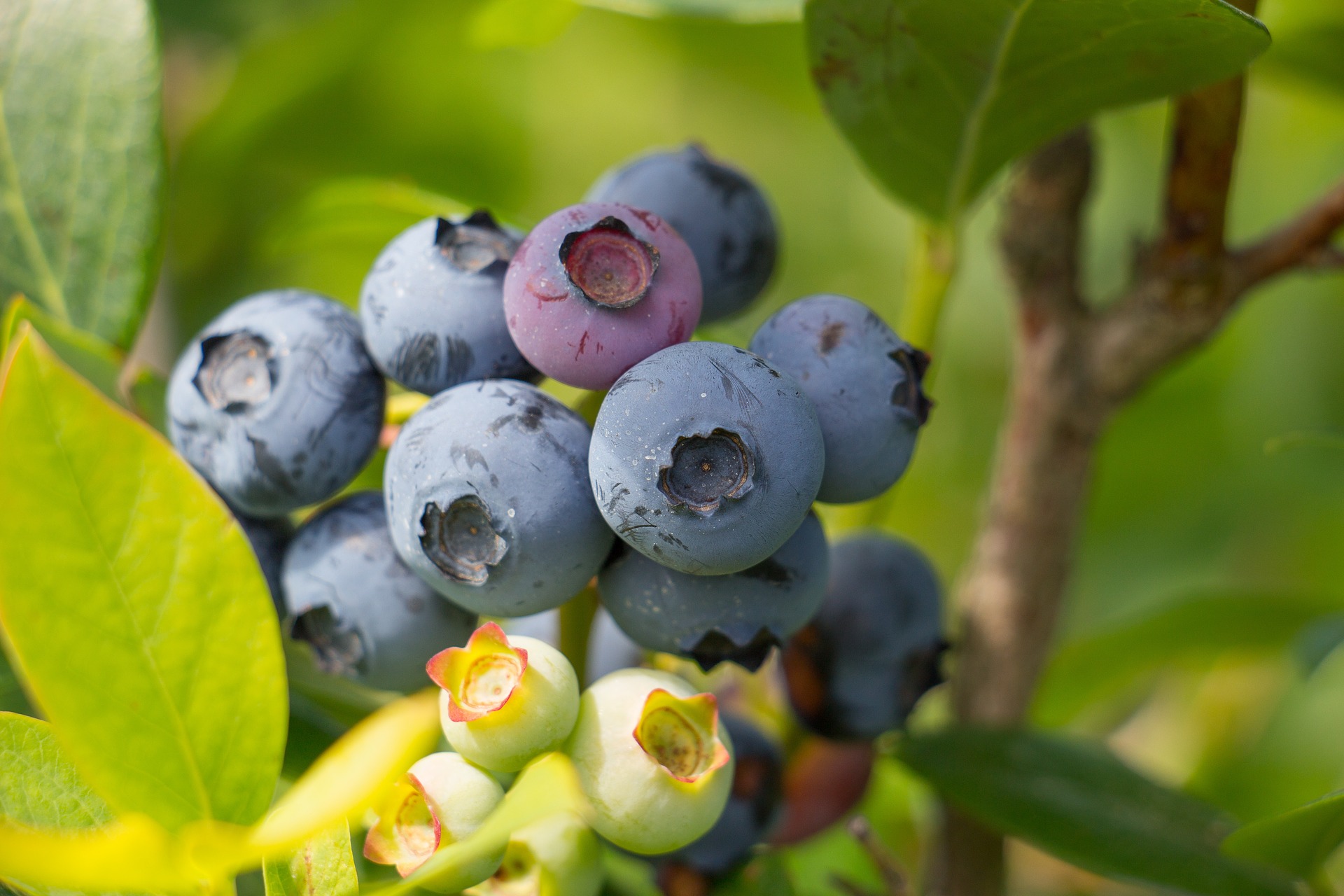How To Protect Blueberry Crops - DeerBusters.com