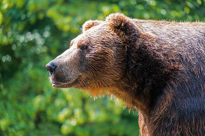 Bear Activity In Fall - DeerBusters.com