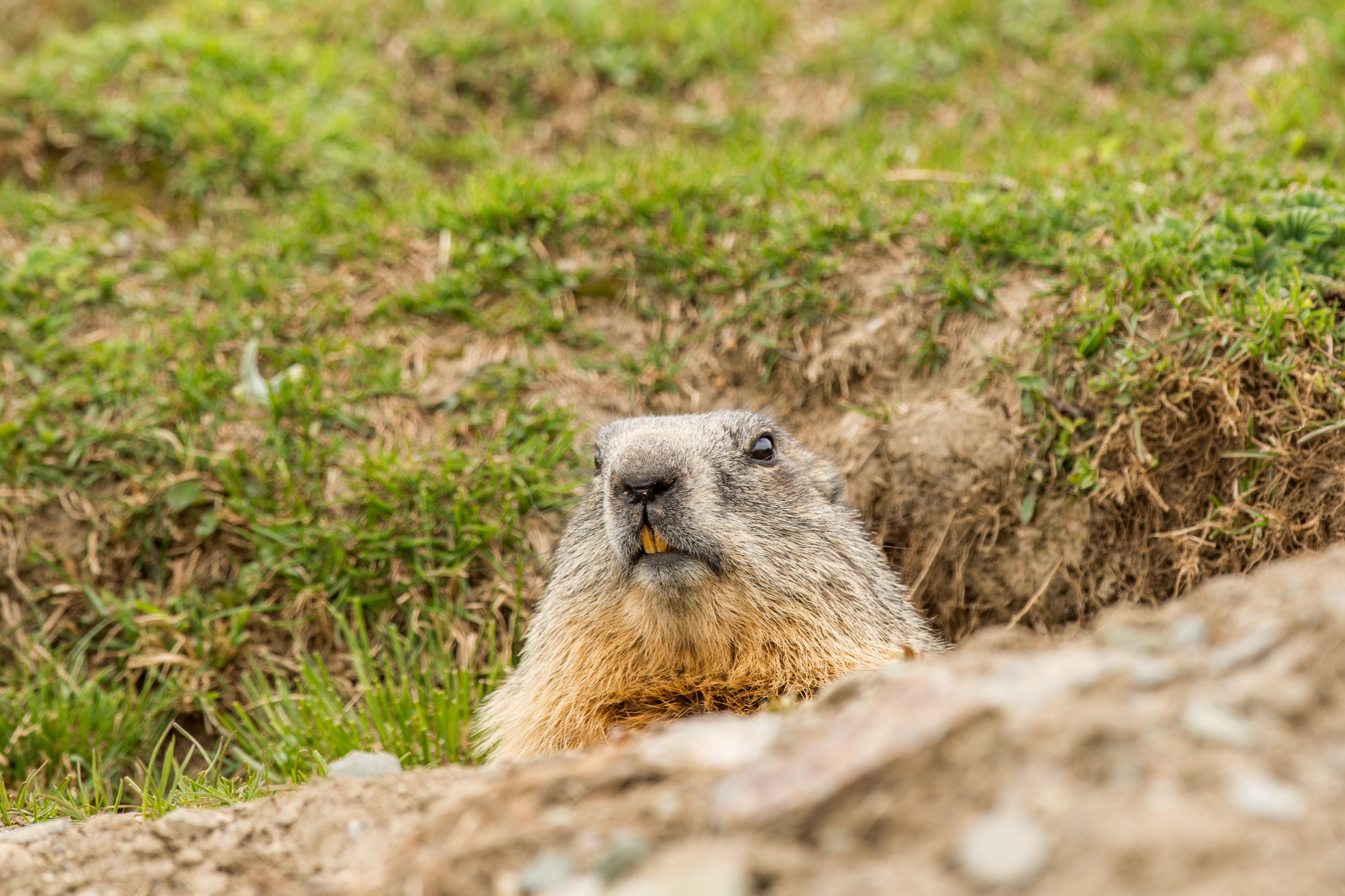 Groundhogs - DeerBusters.com