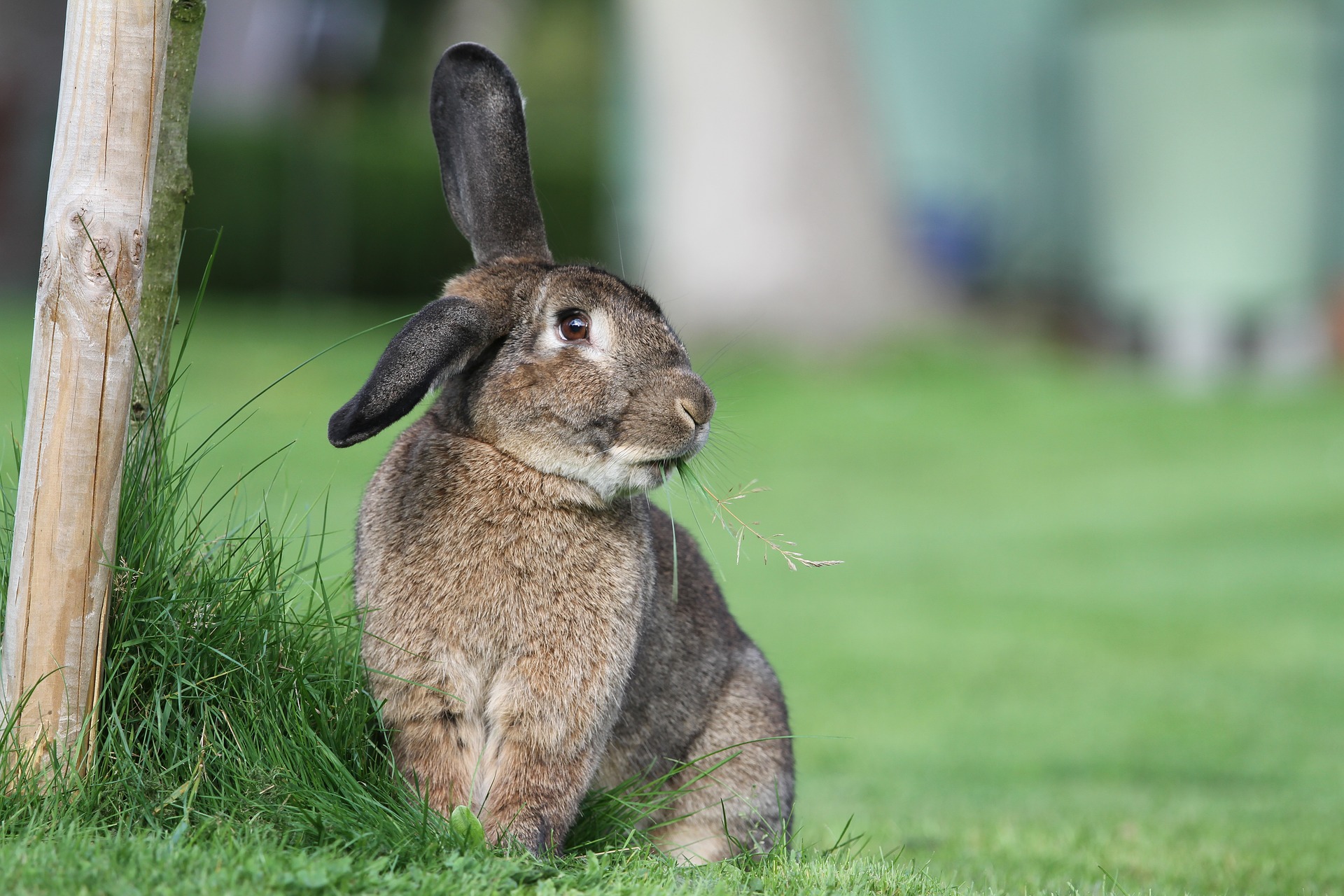 The Easter Bunny Is Coming For Your Garden - DeerBusters.com