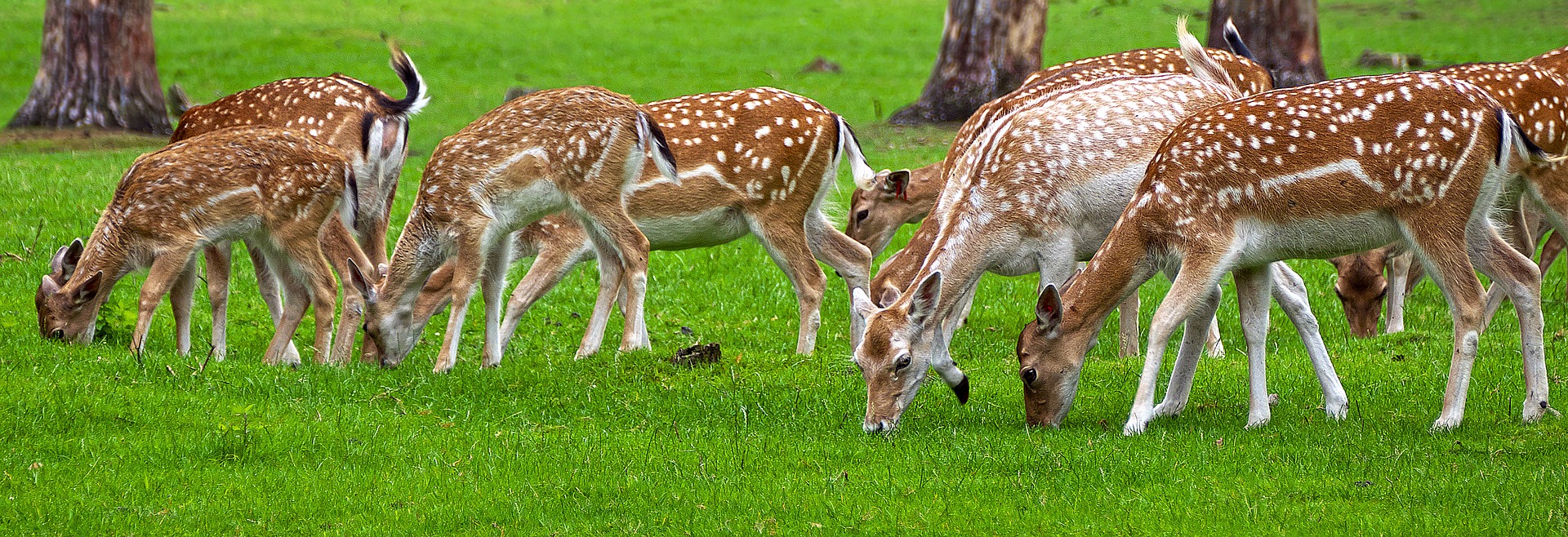 Warning Signs Of Chronic Wasting Disease - DeerBusters.com