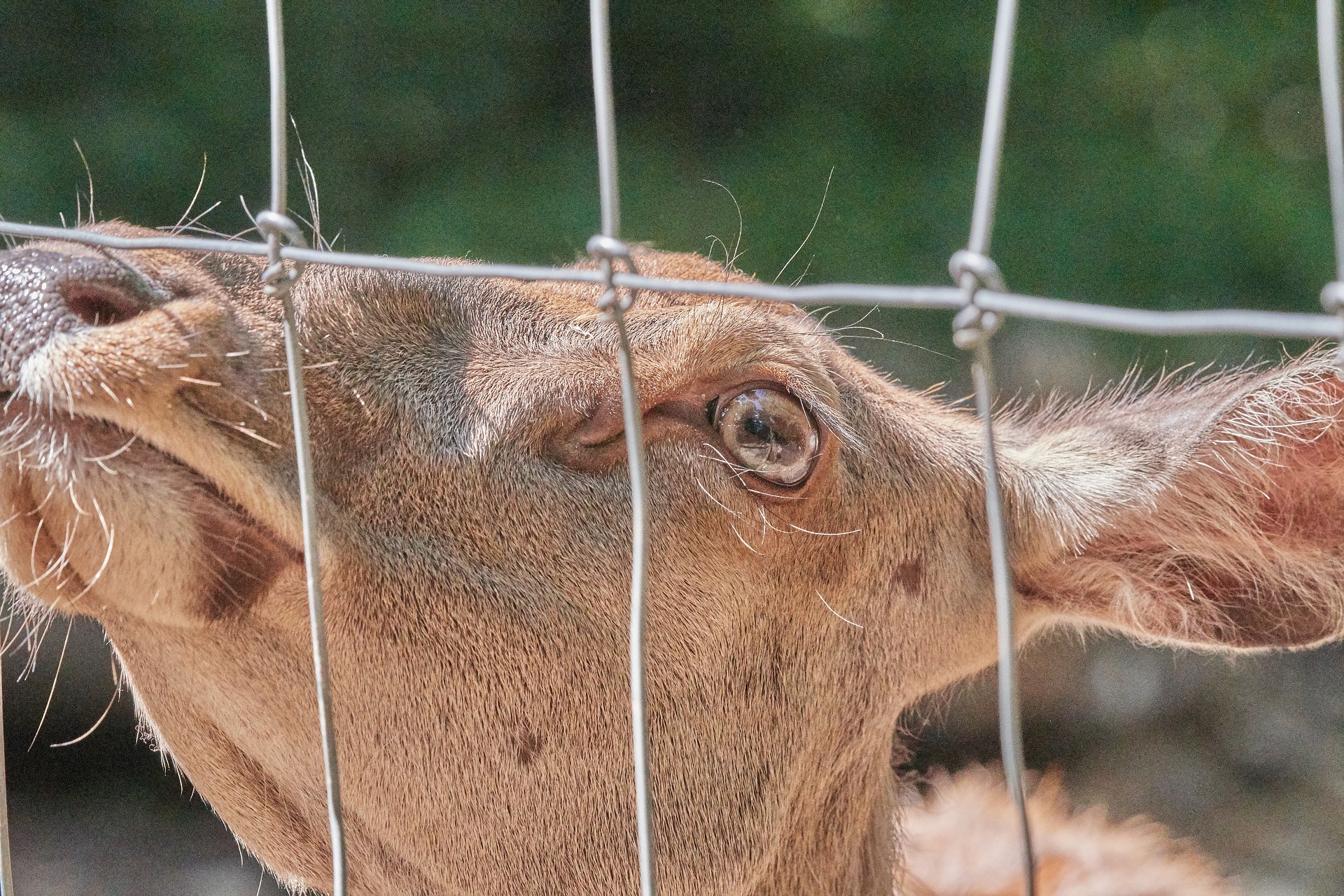 How Do Deer Approach Fences? - DeerBusters.com