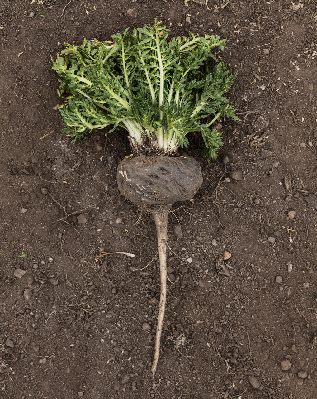 Black Maca Liquid Extract - Vegan & Organic | The Maca Team