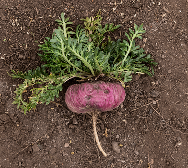 Red Maca Root Liquid Extract - Superfood for Bones & More