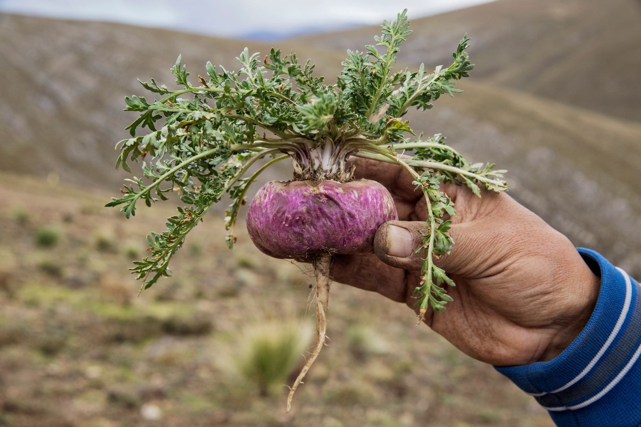 Maca Root Side Effects for Women - The Maca Team, LLC