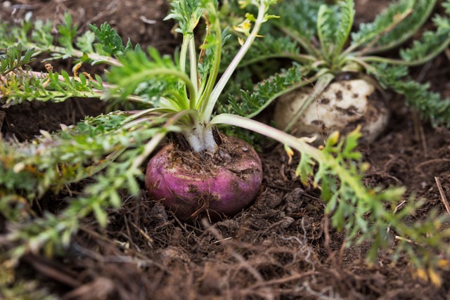 All About The Maca Plant - The Maca Team, LLC