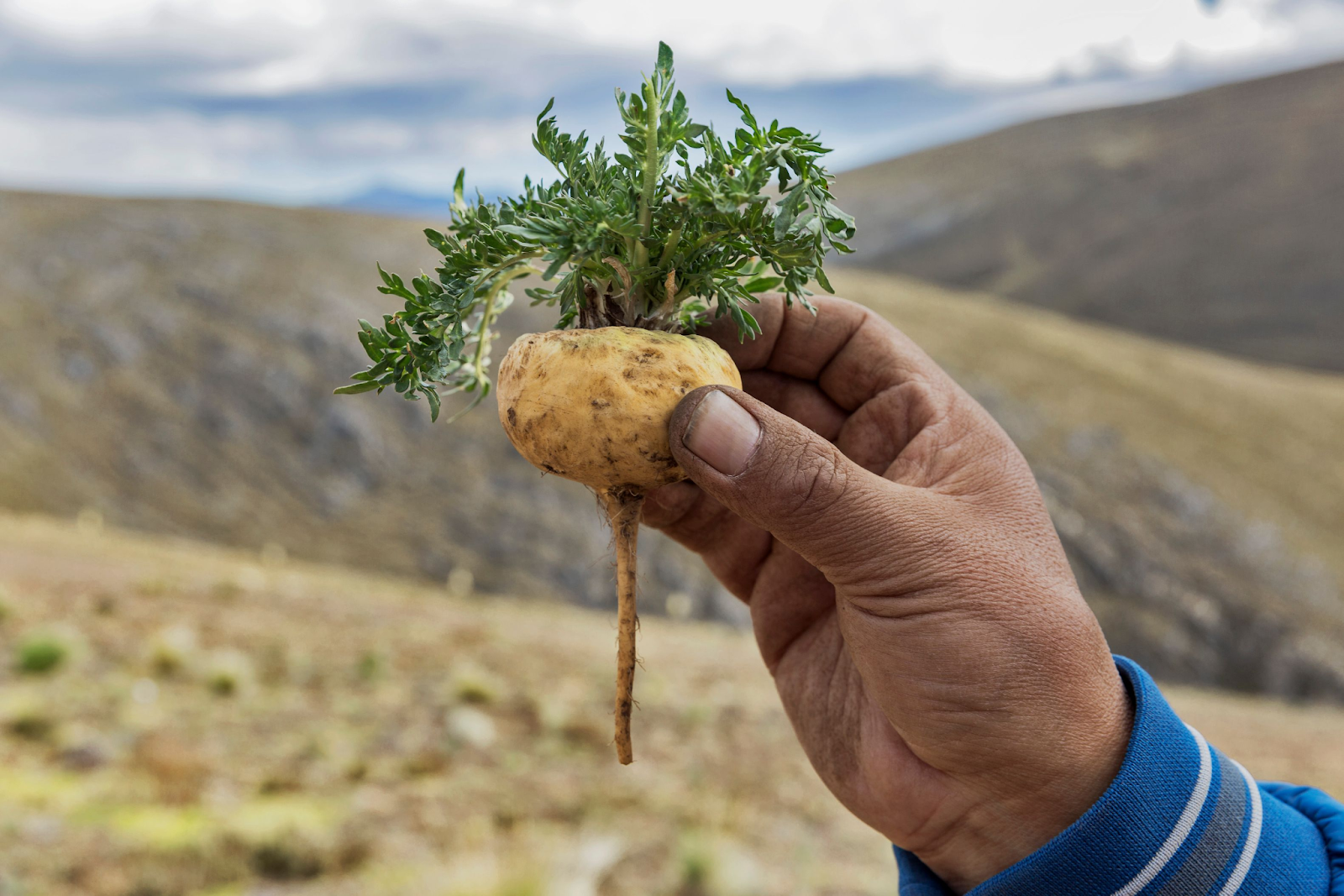 Farm to Table: How Our Maca Root Reaches You - The Maca Team, LLC