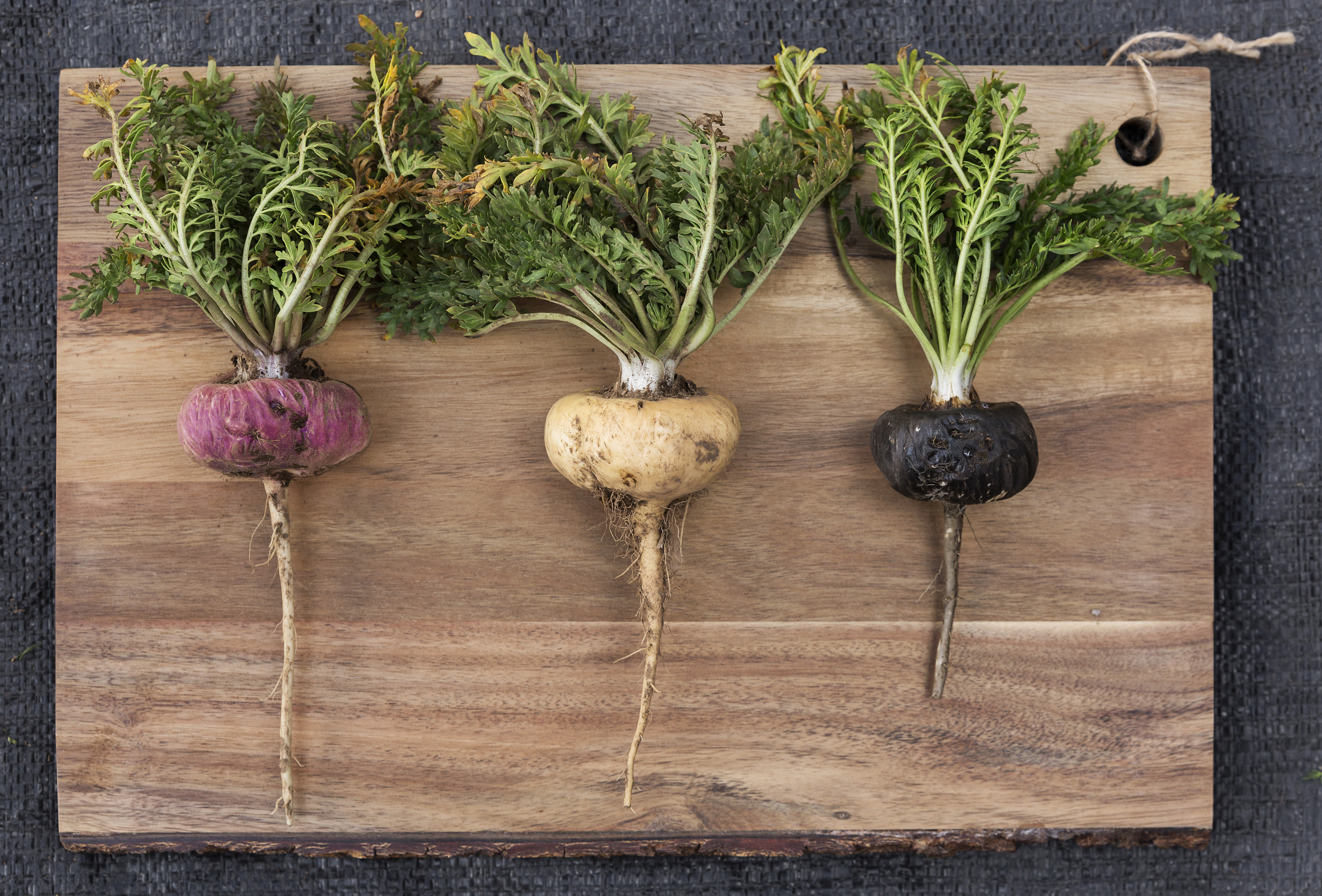 Why Try Tricolor Maca Root? - The Maca Team, LLC