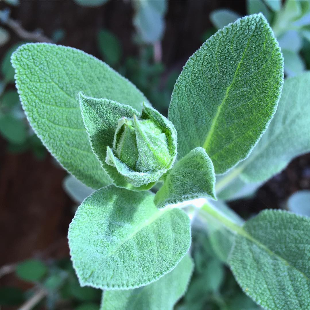 Garden-in-a-bag Sage - Potting Shed Creations, LTD