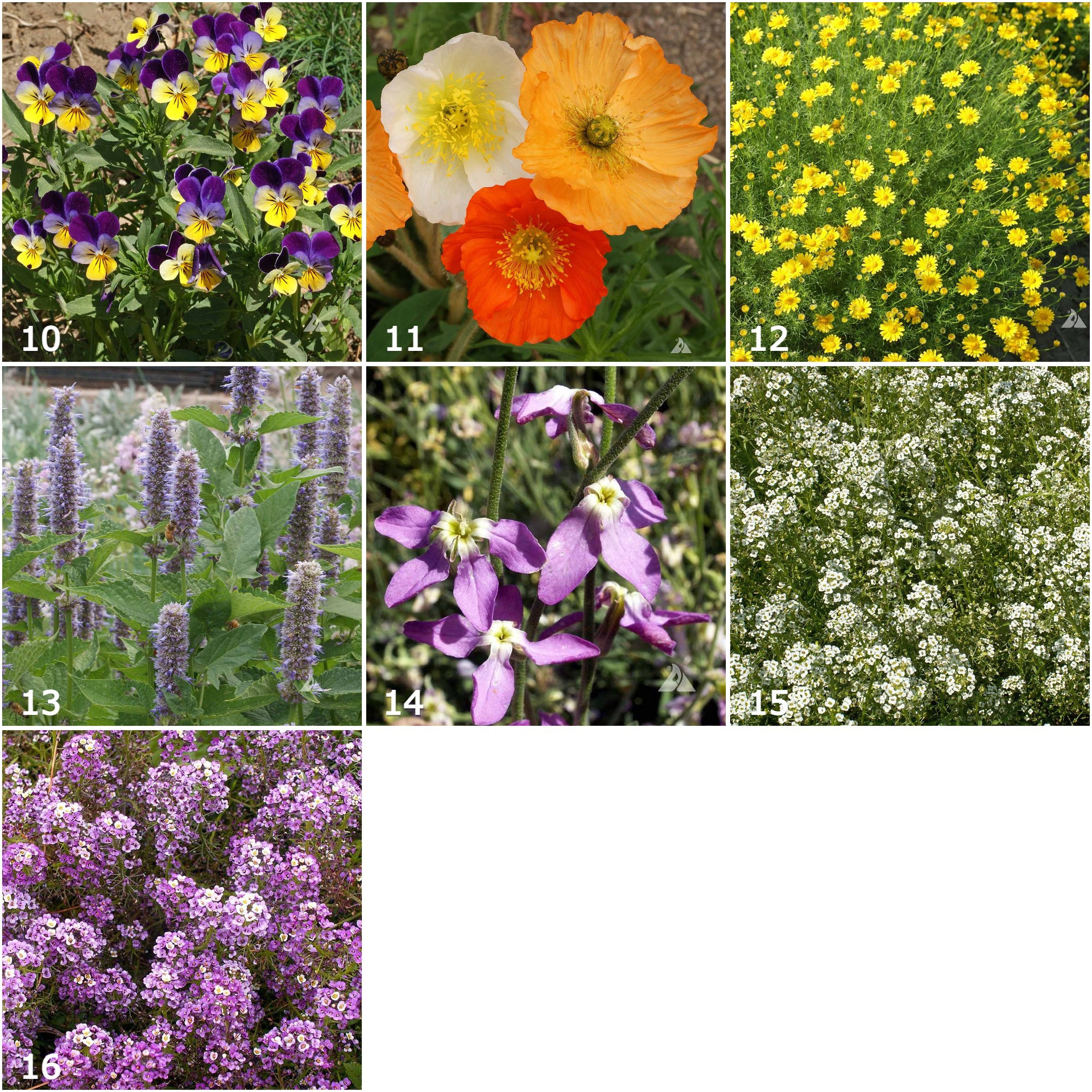Scatter Garden Fragrant Flower - Potting Shed Creations, LTD