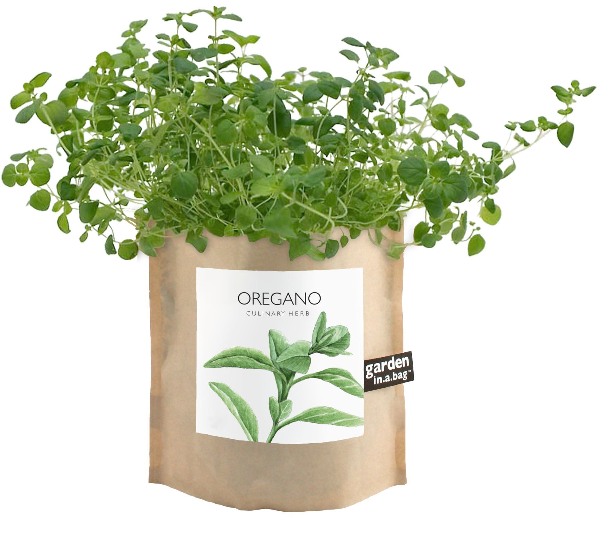 Garden-in-a-bag Oregano - Potting Shed Creations, LTD