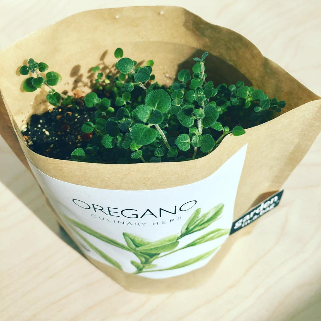 Garden-in-a-bag Oregano - Potting Shed Creations, LTD