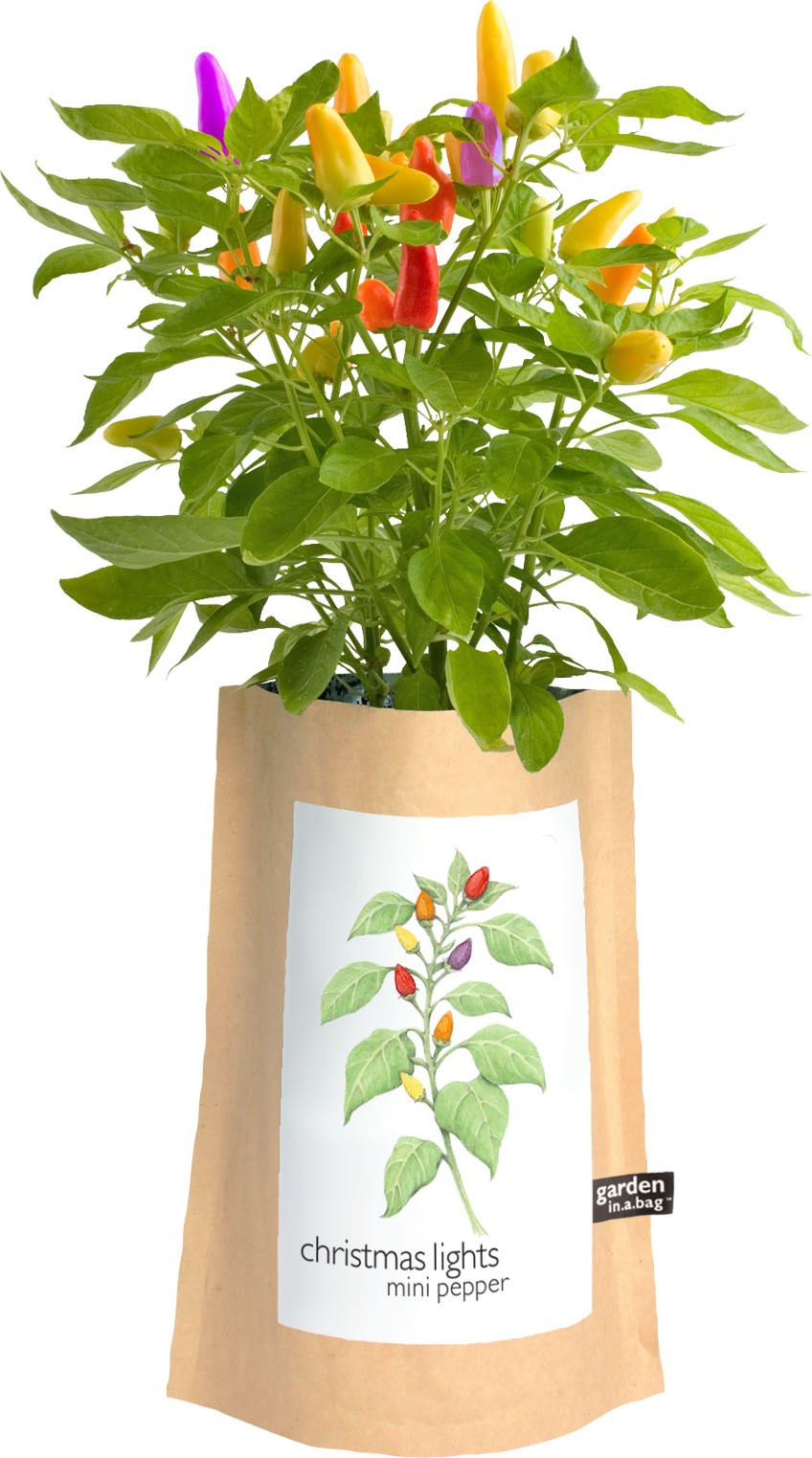 Garden-in-a-bag Christmas Lights Pepper - Potting Shed Creations, LTD