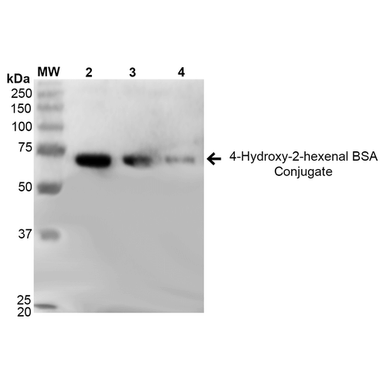 4-Hydroxy-2-hexenal BSA Conjugate