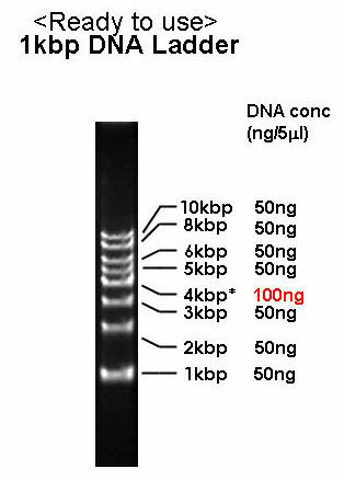 1 kbp DNA Ladder