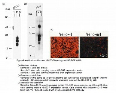 Anti Heparin-Binding EGF-Like Growth Factor (HBEGF/HB-EGF) mAb (Clone ...