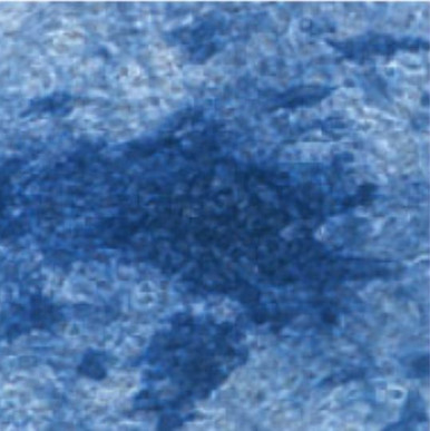 Alkaline Phosphatase Staining Kit | PMC-AK20