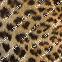 CDS Animal Patterned Vinyl | Wild Animal Pattern 7