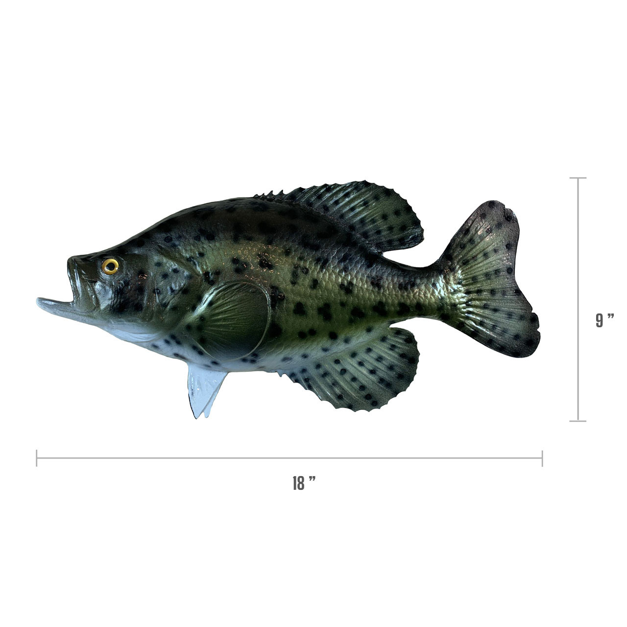 Crappie Half Sided Fiberglass Fish Mount (18 inch) | MAKO Spearguns