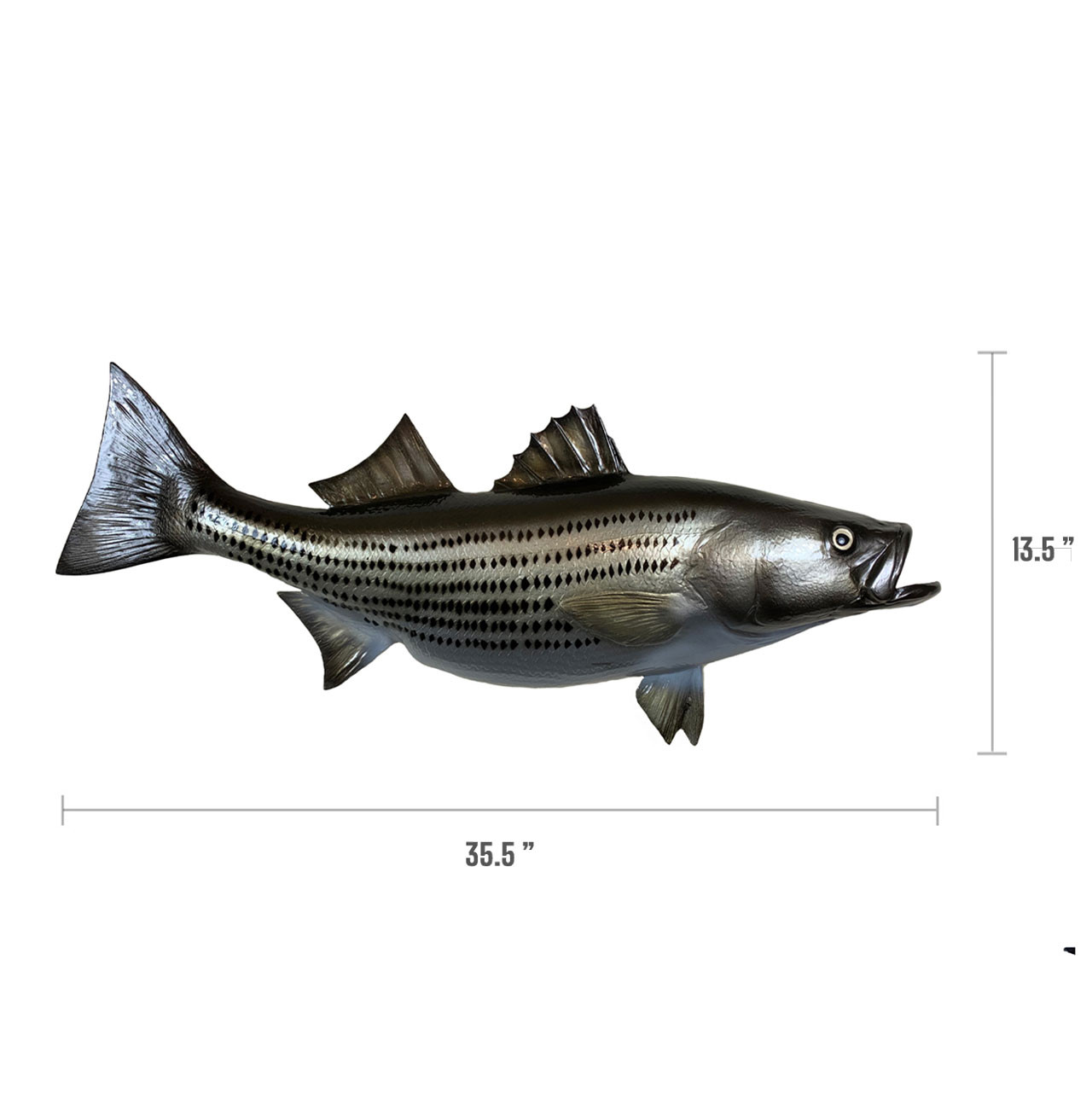 Striped Bass Half Sided Fiberglass Fish Mount (35.5 inch)
