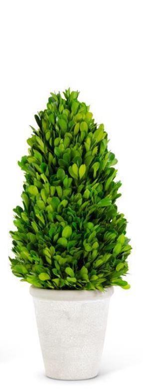 Preserved Boxwood Cone Tree in Whitewashed Pot - Garden Cottage