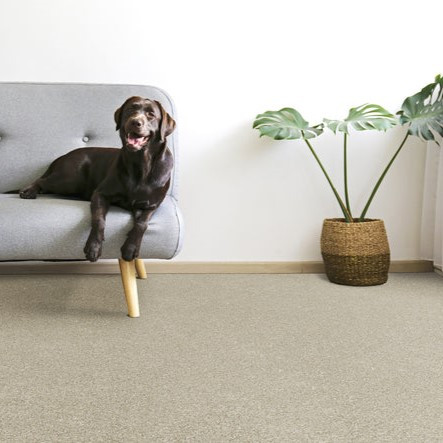 Buy Dixie Home Labrador at Georgia Carpet for an Amazing Price.