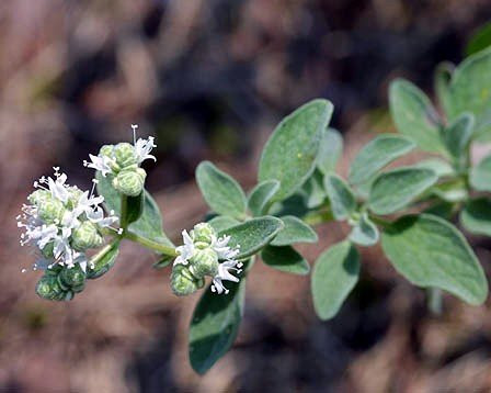Plants Live Greek Oregano Herb Plant Herbs etna.com.pe