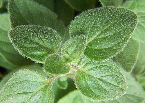 Plants Live Greek Oregano Herb Plant Herbs etna.com.pe