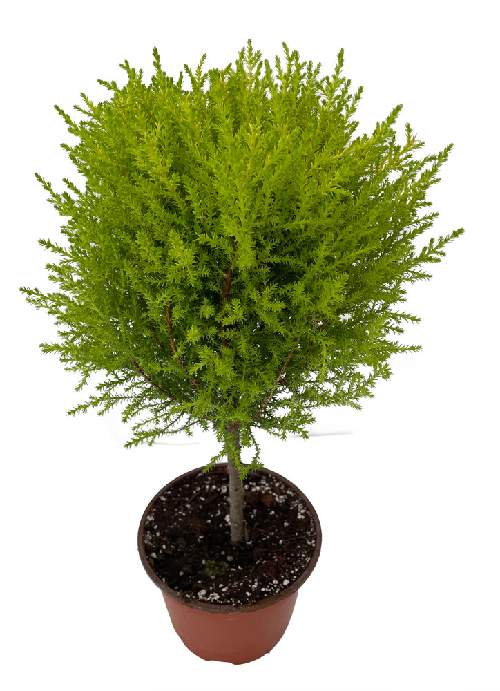 Ferns, Grasses & Bamboo Home & Living Mini Tree Lemon Cypress Tree RARE ...