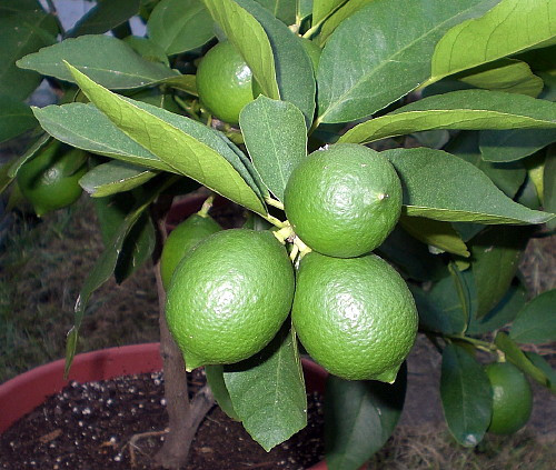 Persian Lime Tree