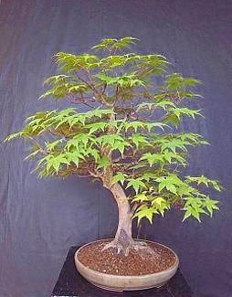 Plants, Seeds & Bulbs Japanese Red Maple/Japanese Maple 20 Seeds Tree ...