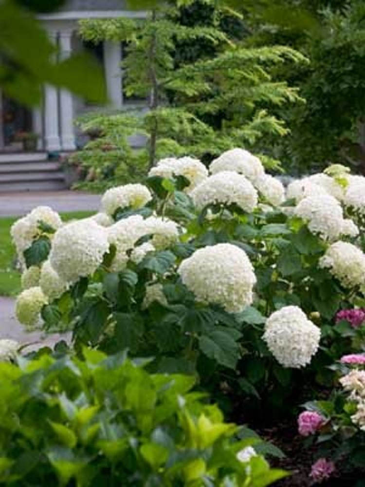 Incrediball® Hydrangea Perennial - Huge Flowers - 4" Pot - Proven ...