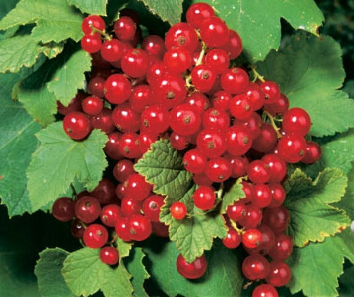 Red Currant Bush