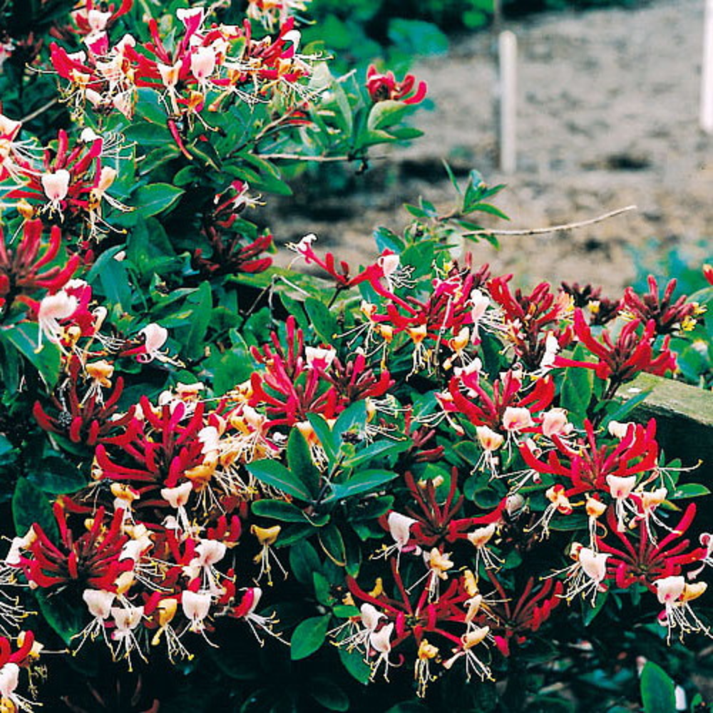 Serotina Belgica Honeysuckle Vine - Late Dutch - Lonicera - 2.5" Pot ...