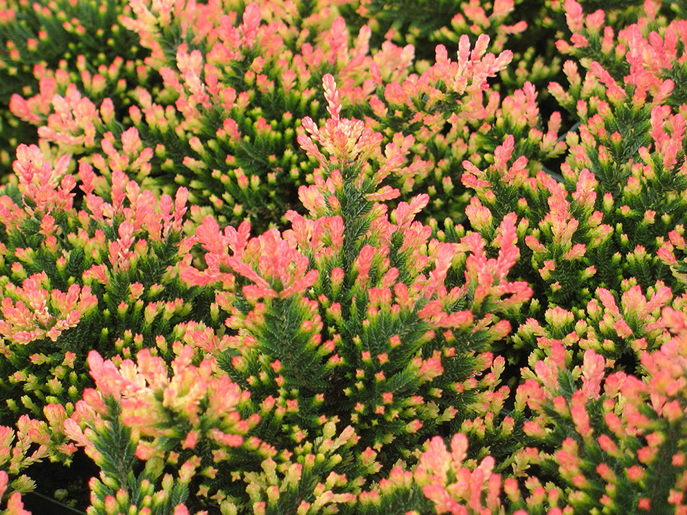 Spring Torch Scotch Heather - Calluna vulgaris - Hardy - 4" Pot - Hirt ...