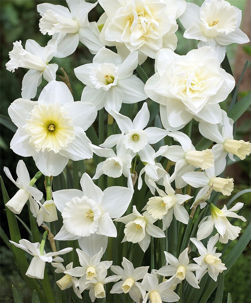 Single White Narcissus Flower Early Flowering Daffodils To Grow | BBC