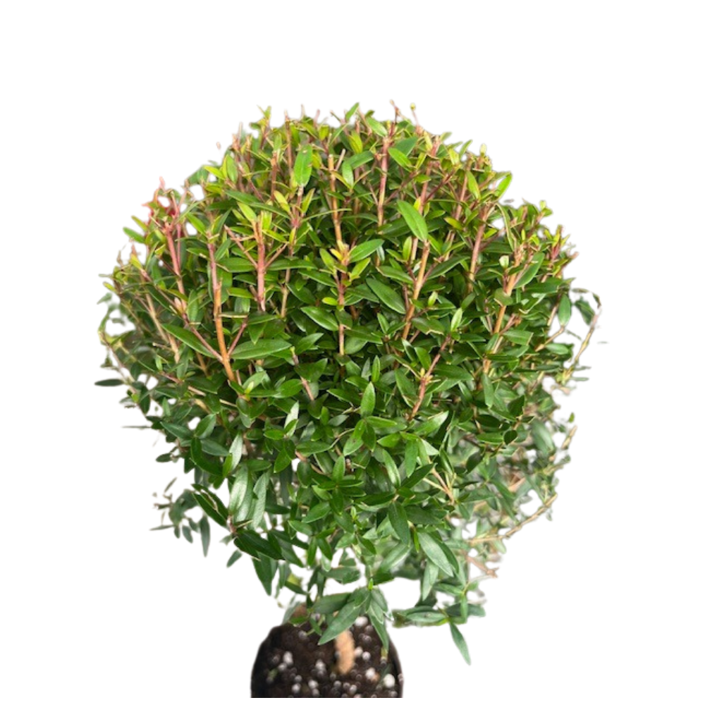 Biblical Myrtle Herb Plant - Myrtus - Ancient Herb - 4.5" Pot - Topiary ...