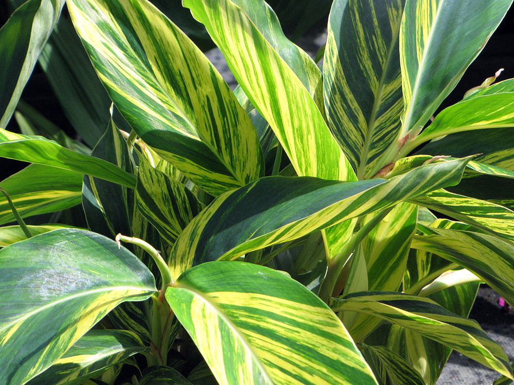 Edible Ginger Plants