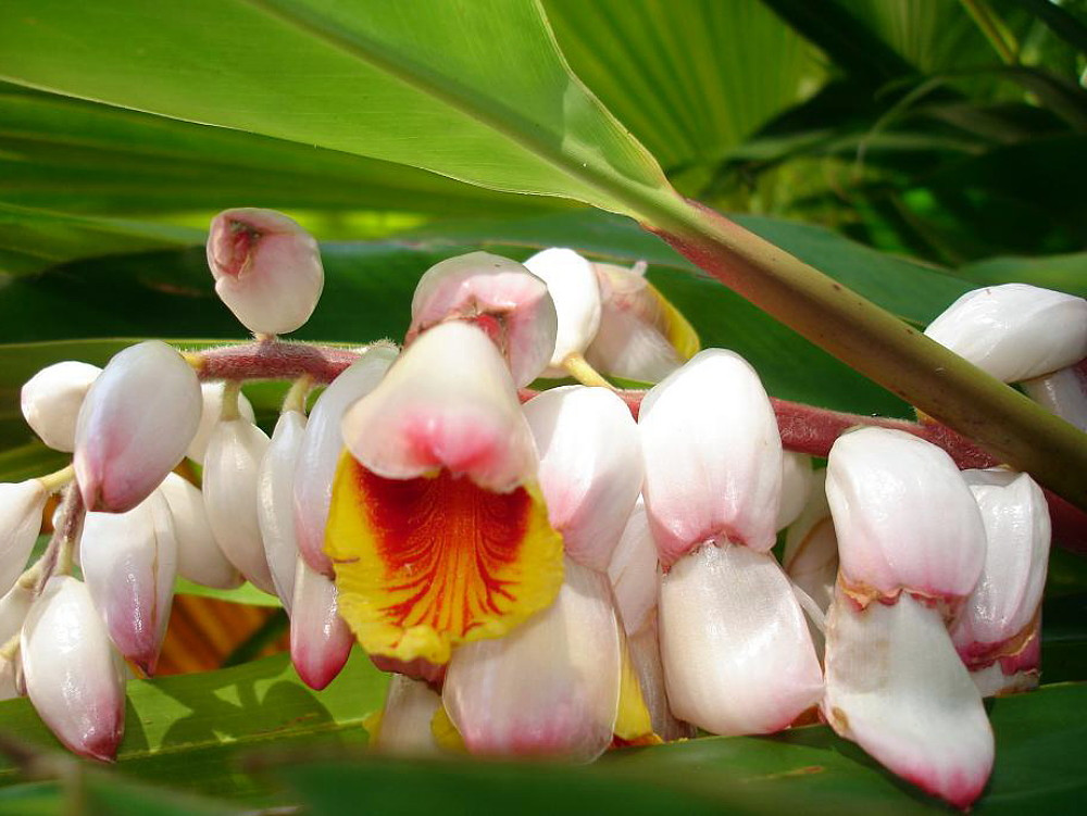 Edible Ginger Plants