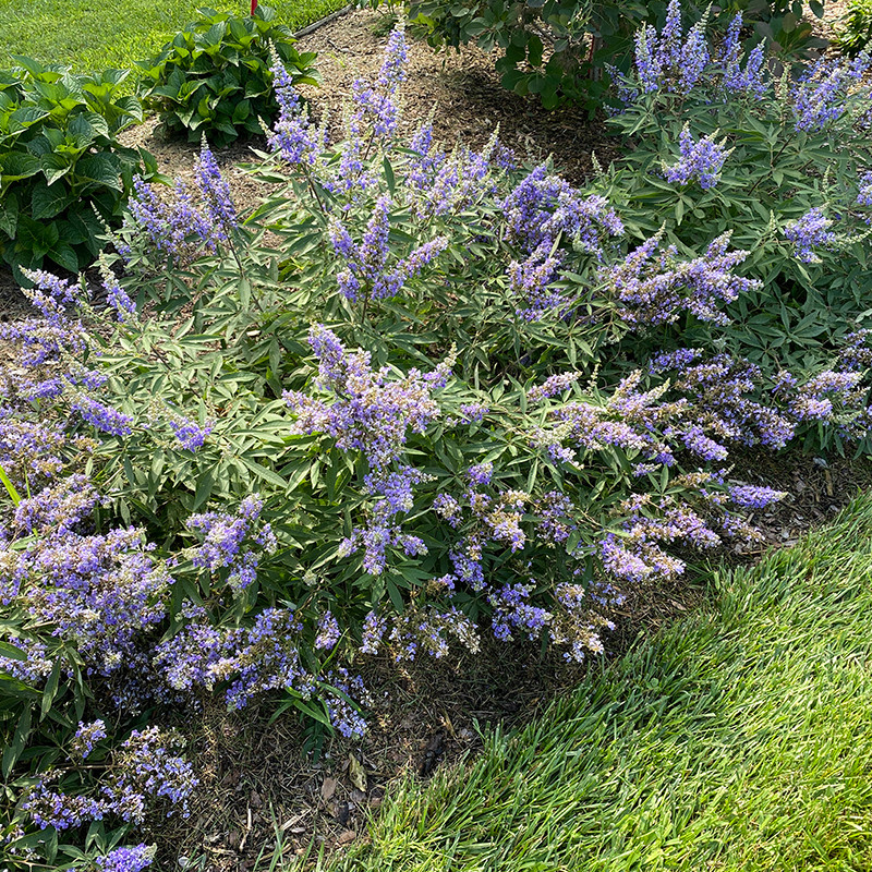 Rock Steady™ Chaste Tree - 4" Pot- Vitex agnus-castus - Hirt's Gardens