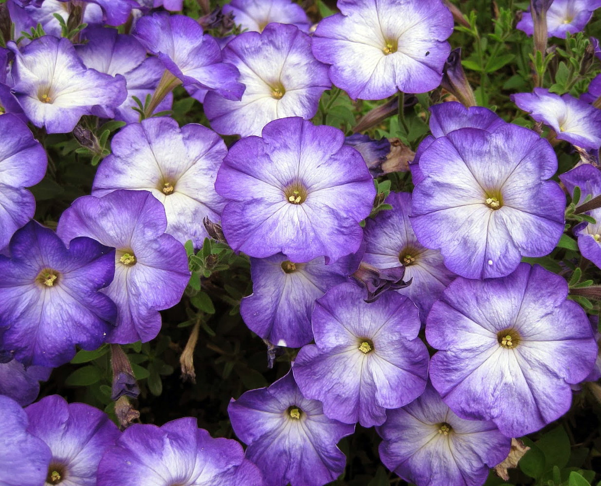 Merlin Blue Moon Petunia 10 Seeds - Annual - Hirt's Gardens