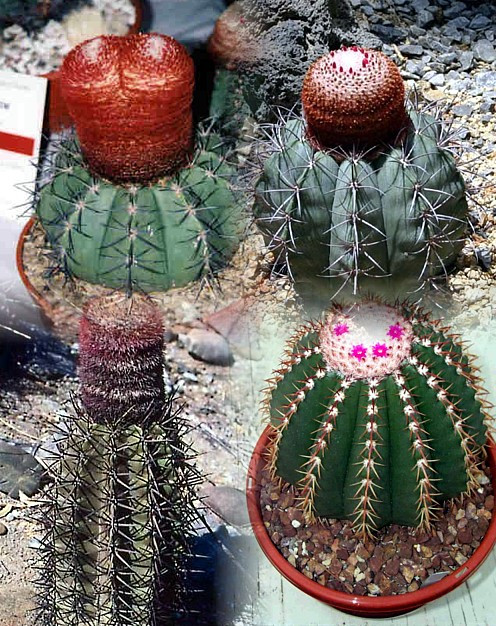 Mixed Melocactus Cactus 20 Seeds - Mixed Species - Hirt's Gardens