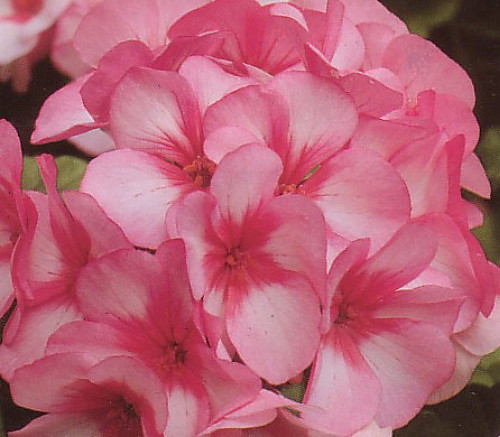 Geranium Maverick Star 8 Seeds - Annual - Hirt's Gardens
