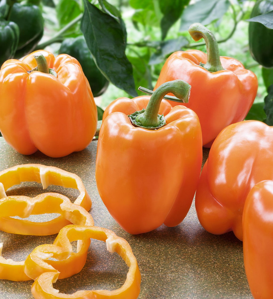 Sunbright Pepper - 20 Seeds - Golden - Hirt's Gardens