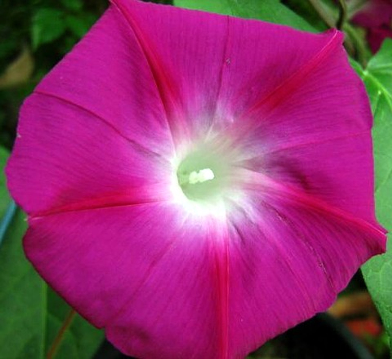 Crimson Rambler Morning Glory 30 Seeds UNTREATED FRESH Hirt s Gardens crimson-rambler-morning-glory-30-seeds-untreated-fresh-hirt-s-gardens