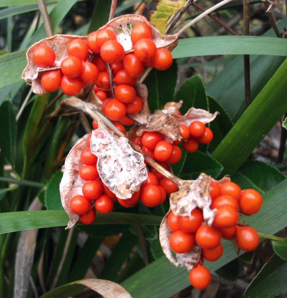 Coral Iris Foetidissima 10 Seeds - Perennial - Hirt's Gardens